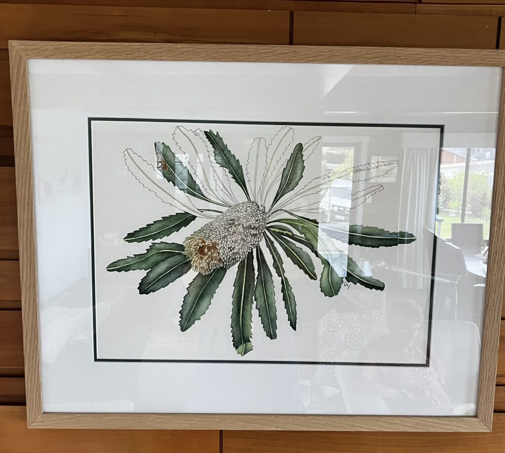 Beginner's Course in Botanical Art ‣ Art Trails Tasmania